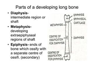 Bones and cartilage chapter and it's note | PPT