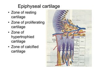 Bones and cartilage chapter and it's note | PPT