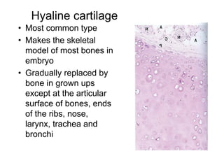 Bones and cartilage chapter and it's note | PPT