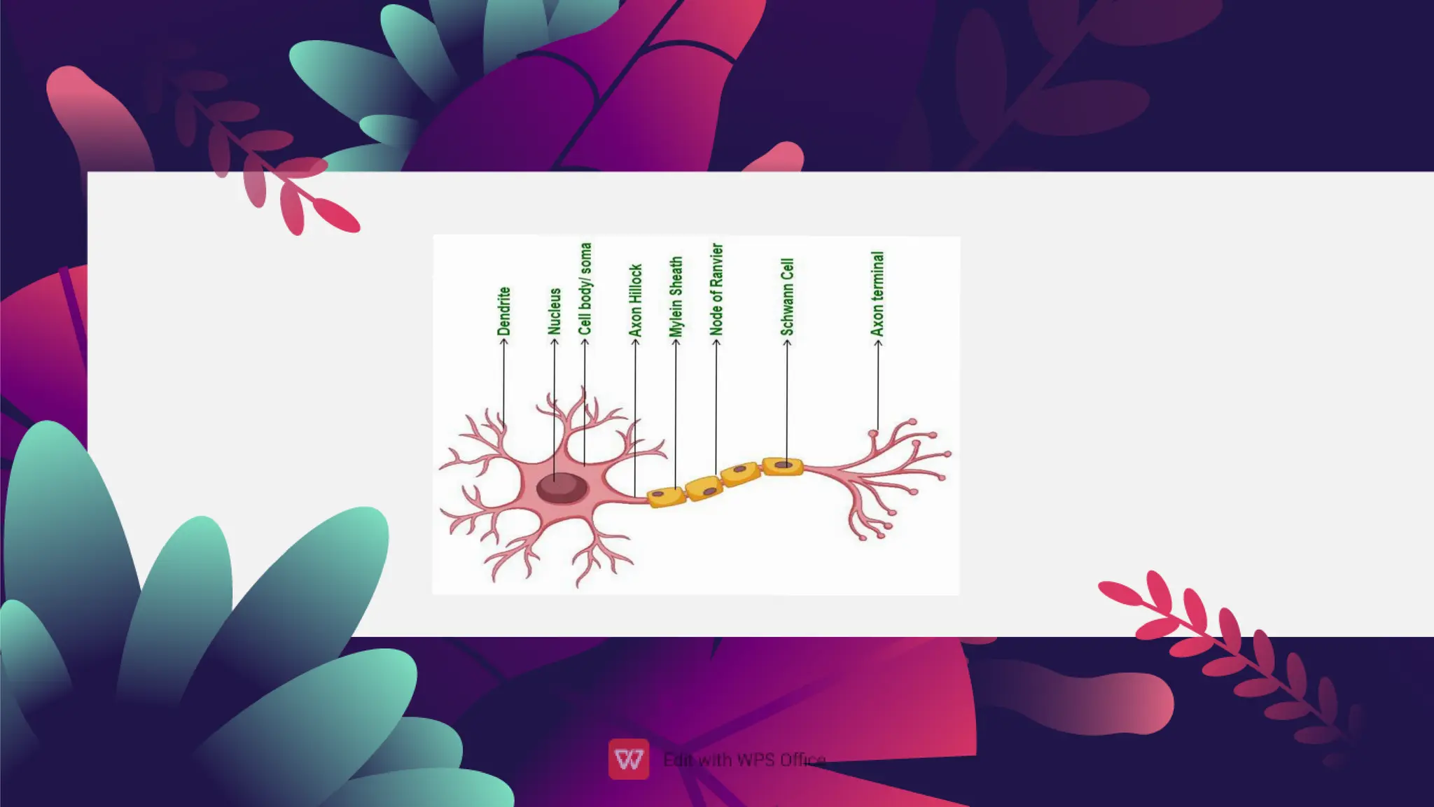 Meninges and parts of brain neuro Anatomy | PDF