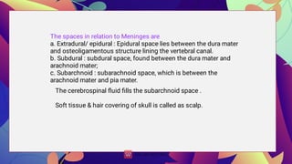 Meninges and parts of brain neuro Anatomy | PDF