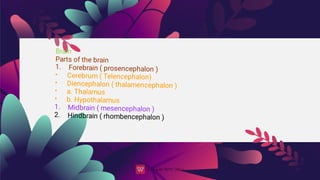 Meninges and parts of brain neuro Anatomy | PDF