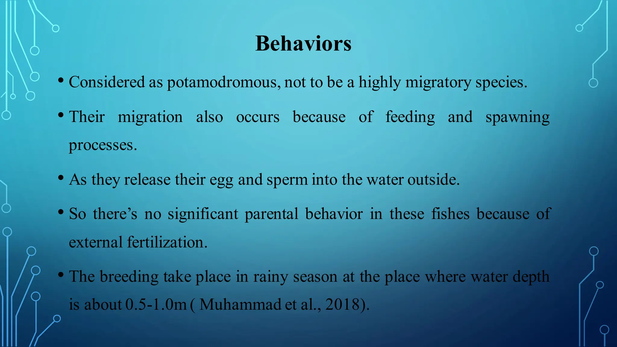 Cirrhinus mrigala introduction & Morphology | PDF