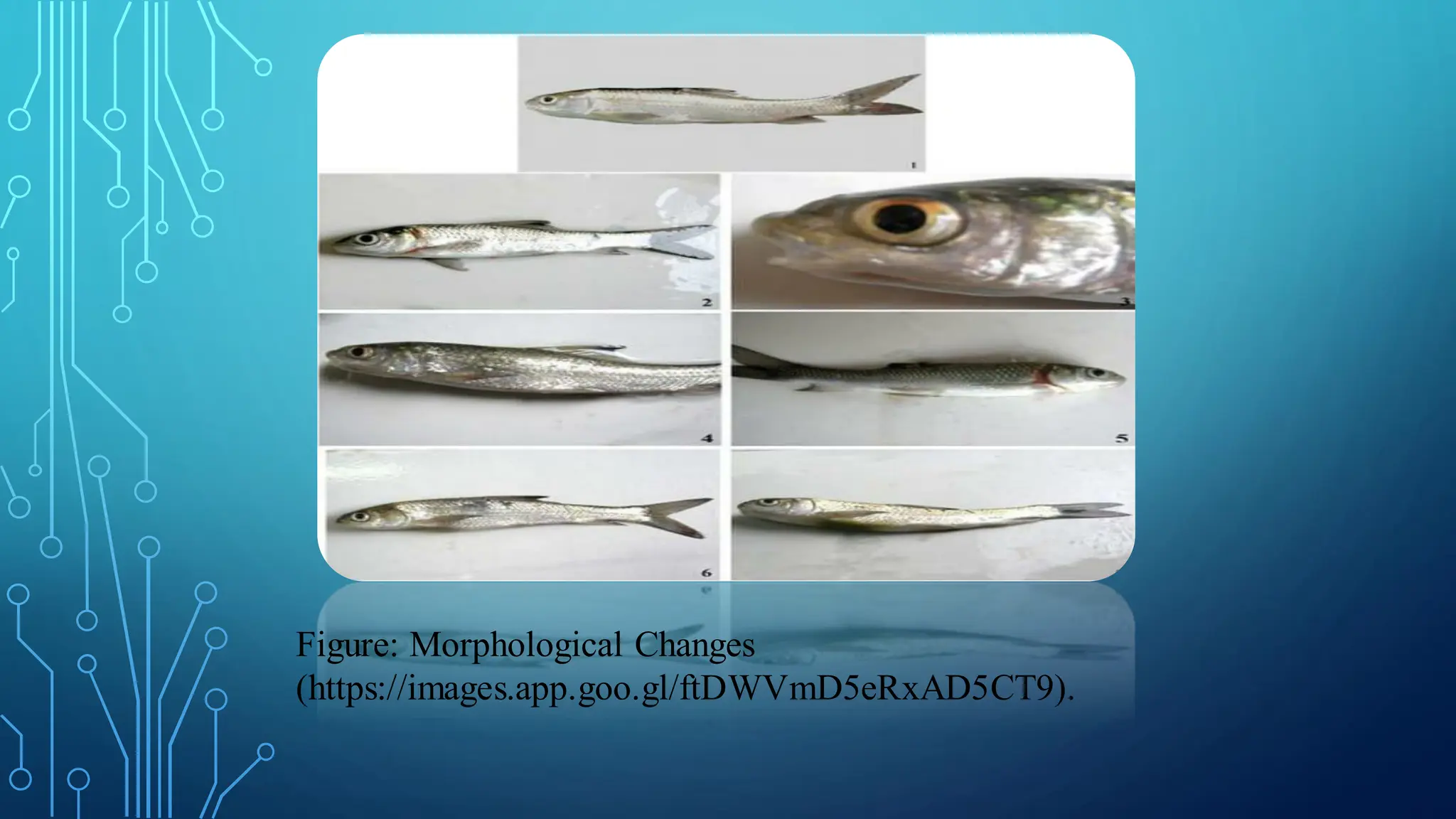 Cirrhinus mrigala introduction & Morphology | PDF