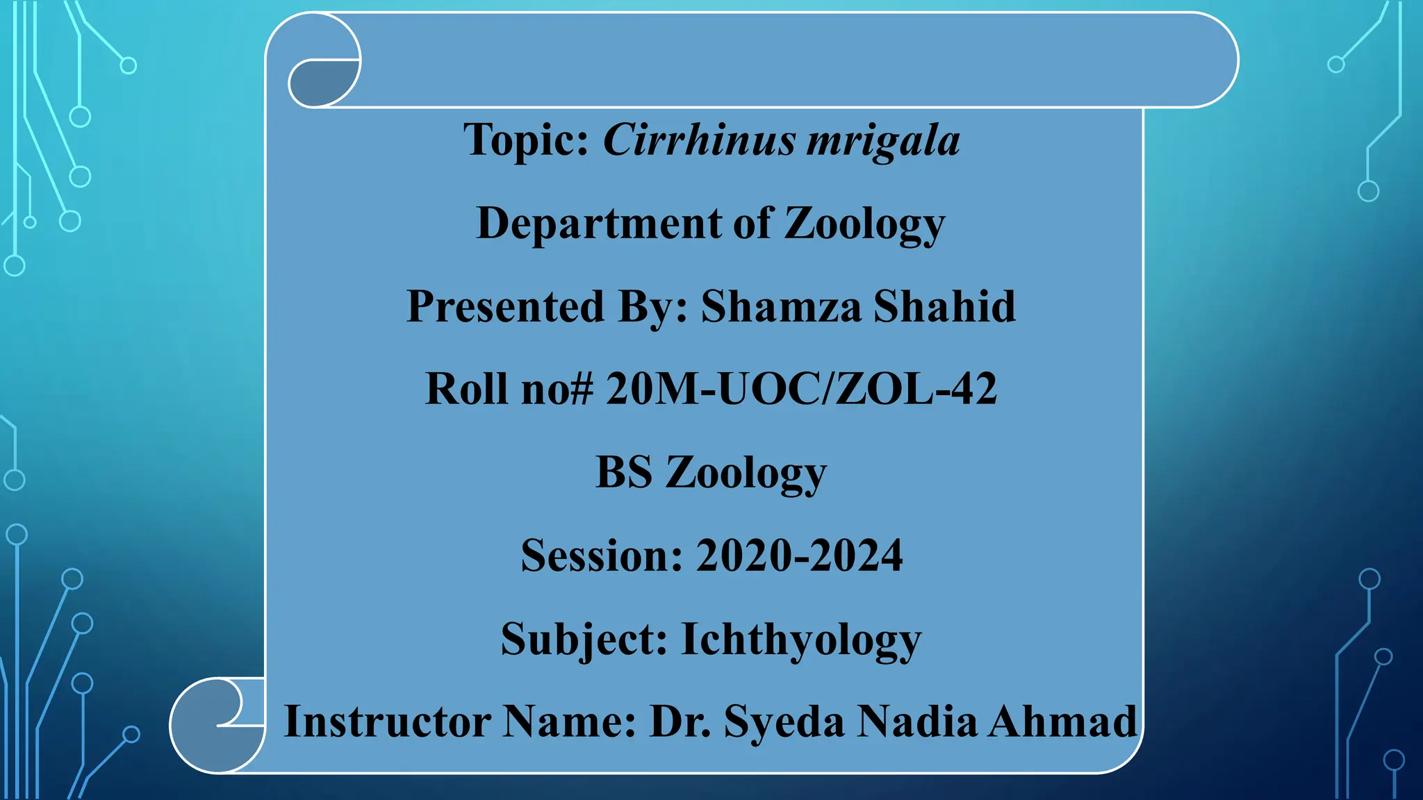 Cirrhinus mrigala introduction & Morphology | PDF