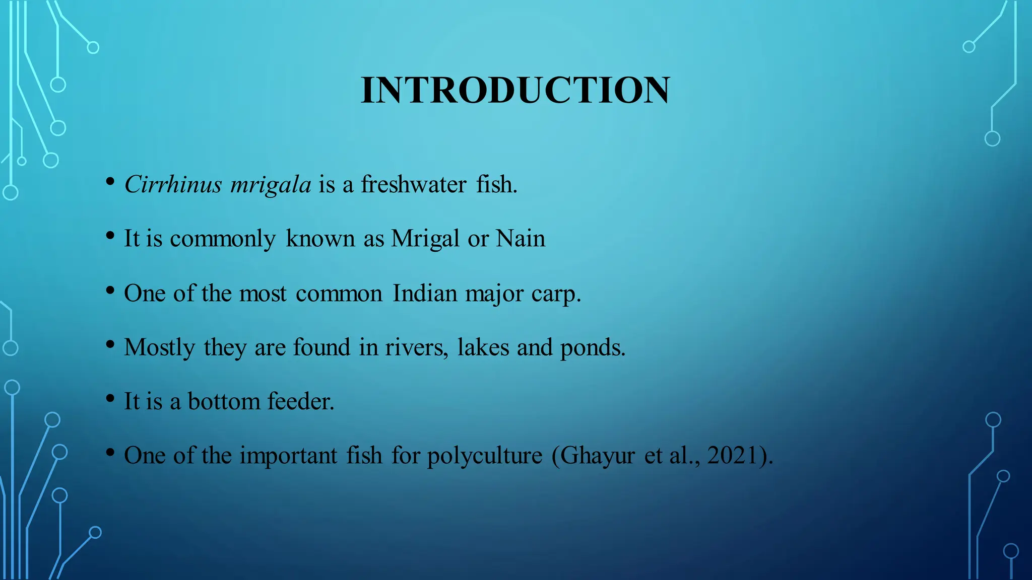 Cirrhinus mrigala introduction & Morphology | PDF