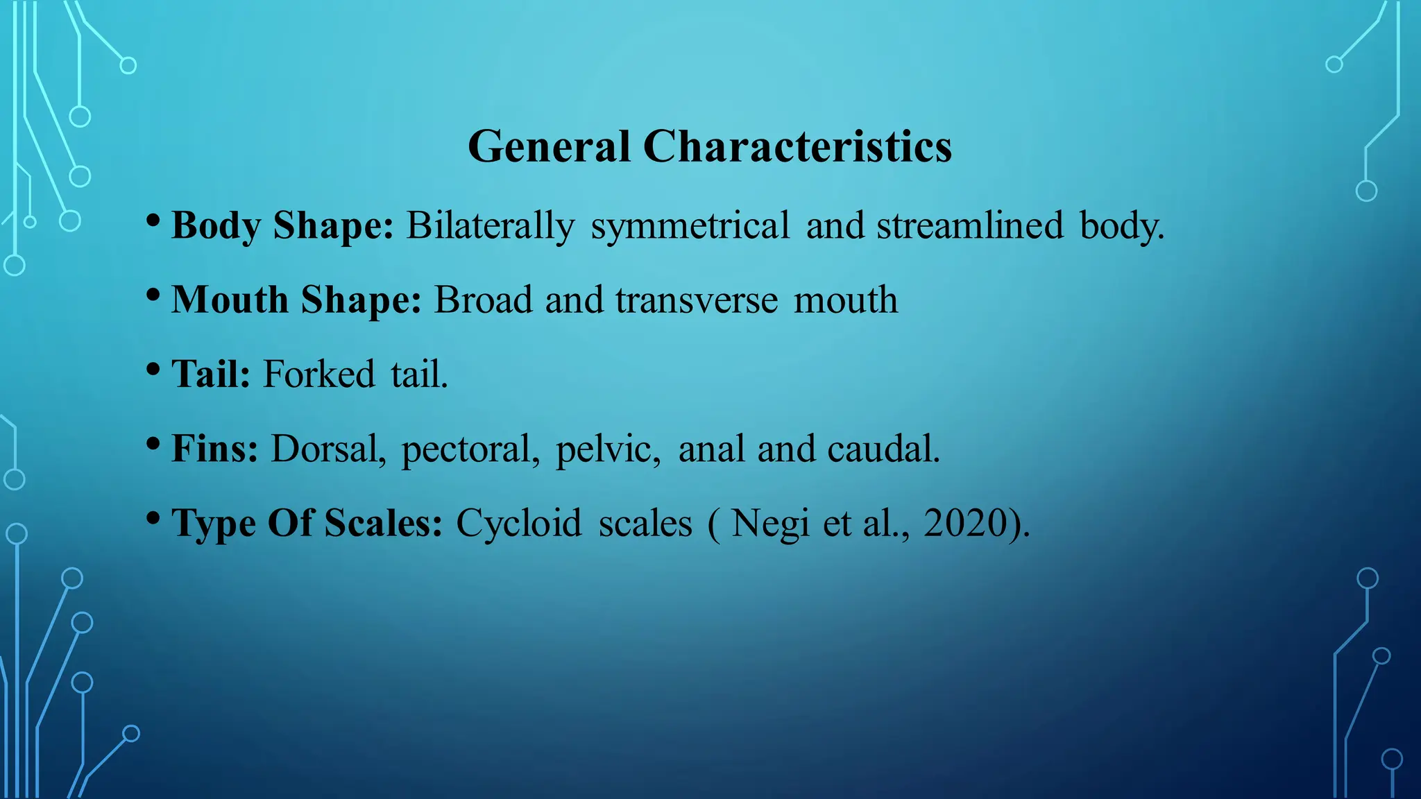 Cirrhinus mrigala introduction & Morphology | PDF