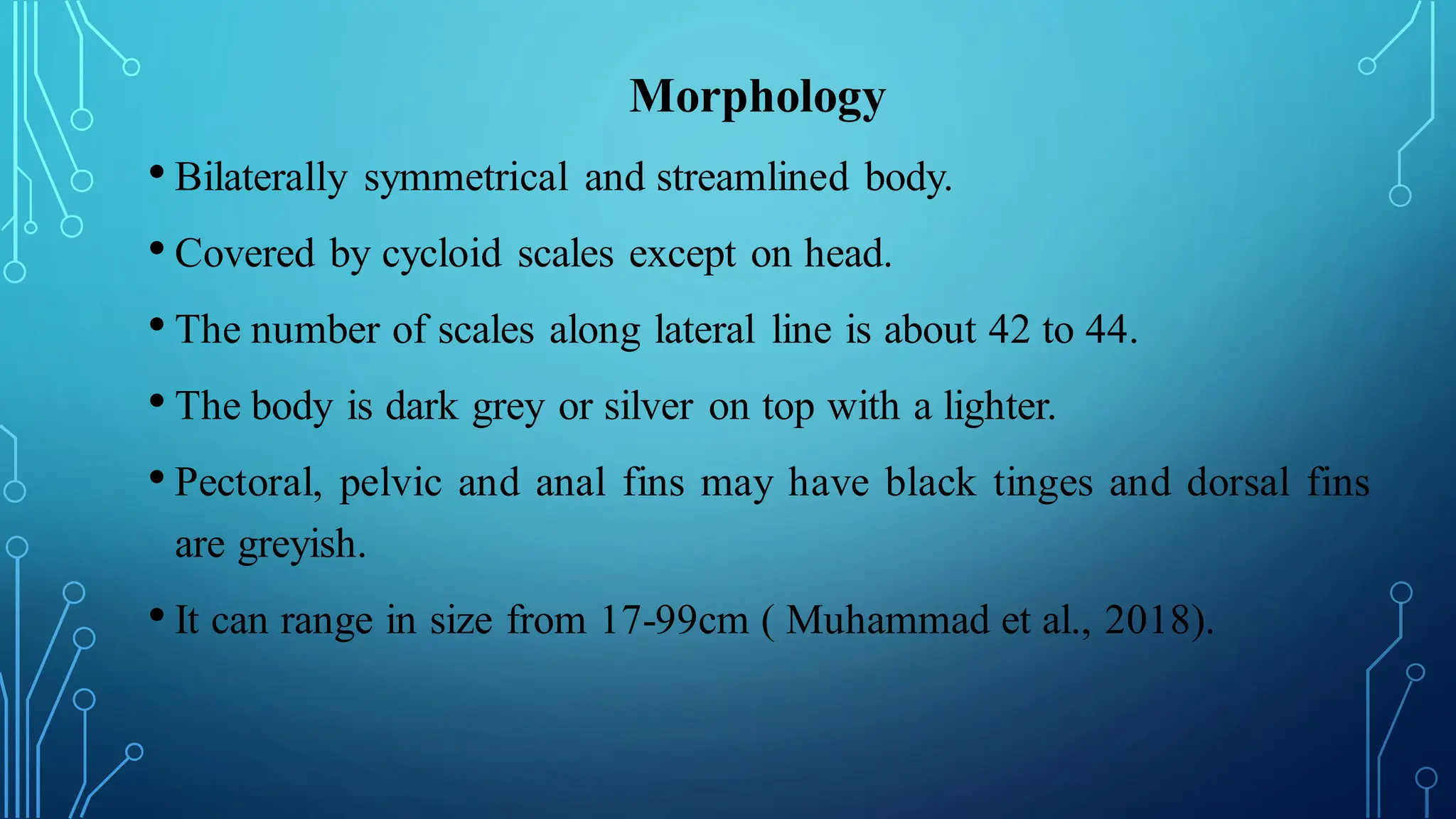 Cirrhinus mrigala introduction & Morphology | PDF