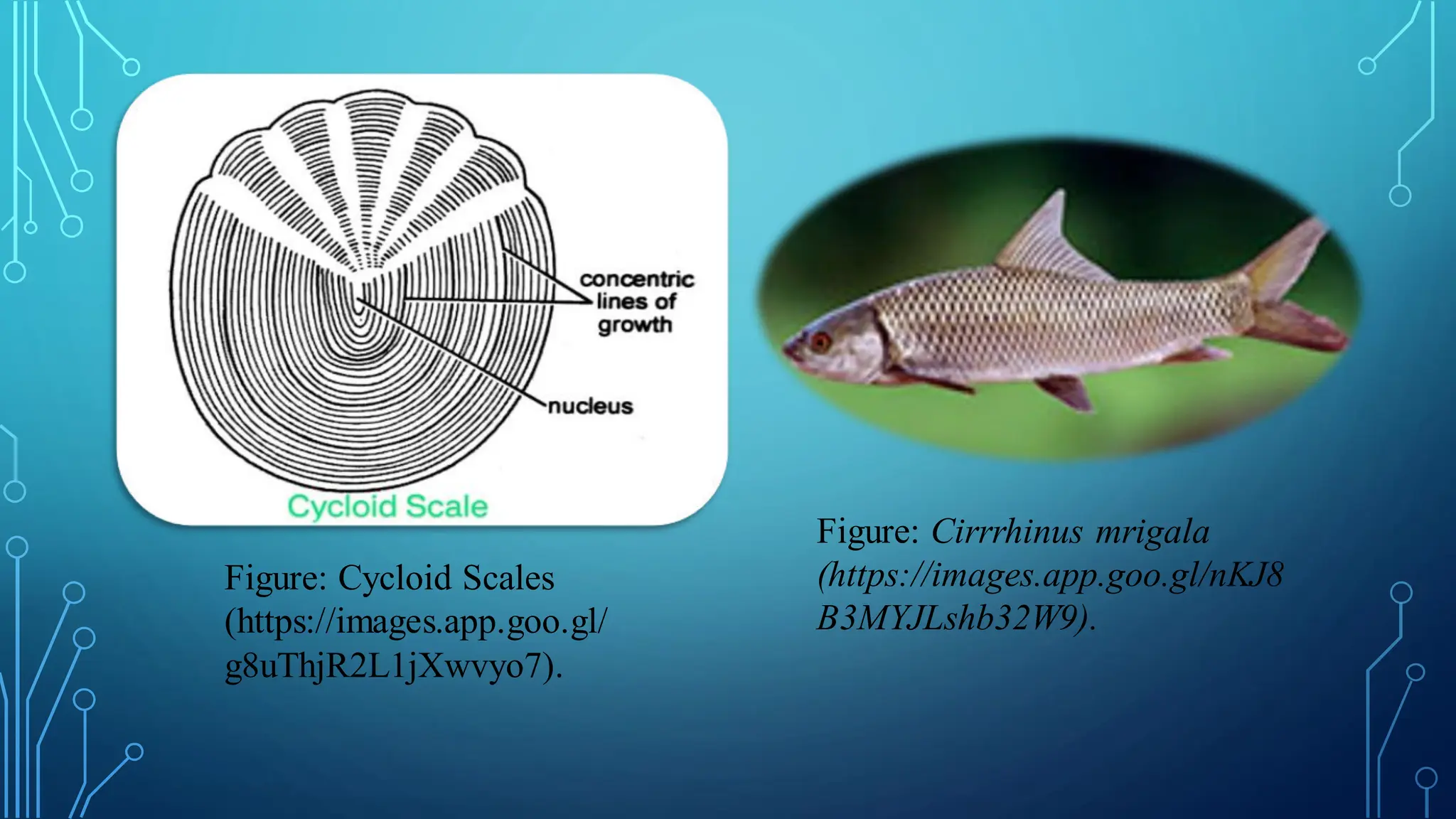Cirrhinus mrigala introduction & Morphology | PDF