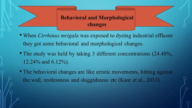 Cirrhinus mrigala introduction & Morphology | PDF