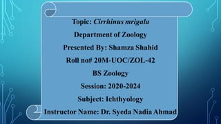 Cirrhinus mrigala introduction & Morphology | PDF