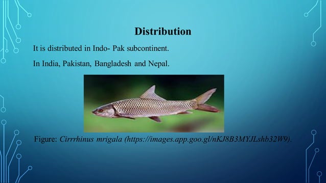 Cirrhinus mrigala introduction & Morphology | PDF