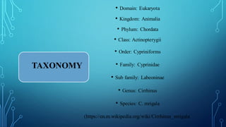 Cirrhinus mrigala introduction & Morphology | PDF