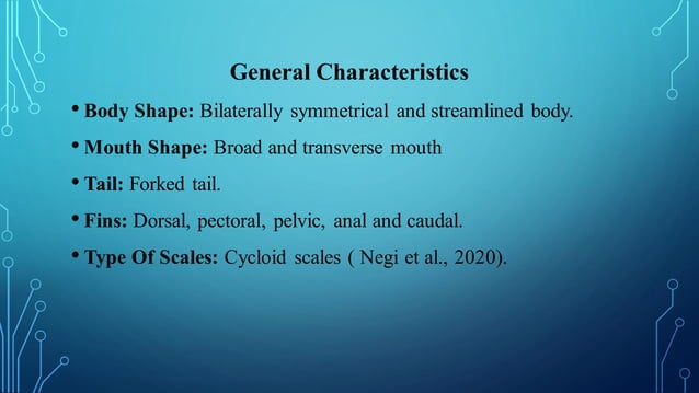 Cirrhinus mrigala introduction & Morphology | PDF