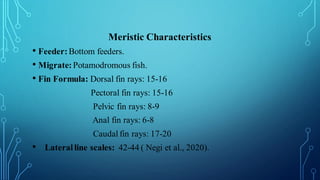 Cirrhinus mrigala introduction & Morphology | PDF