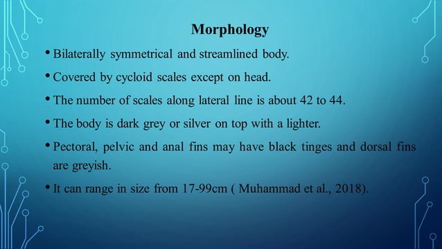Cirrhinus mrigala introduction & Morphology | PDF