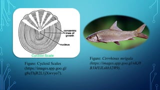 Cirrhinus mrigala introduction & Morphology | PDF