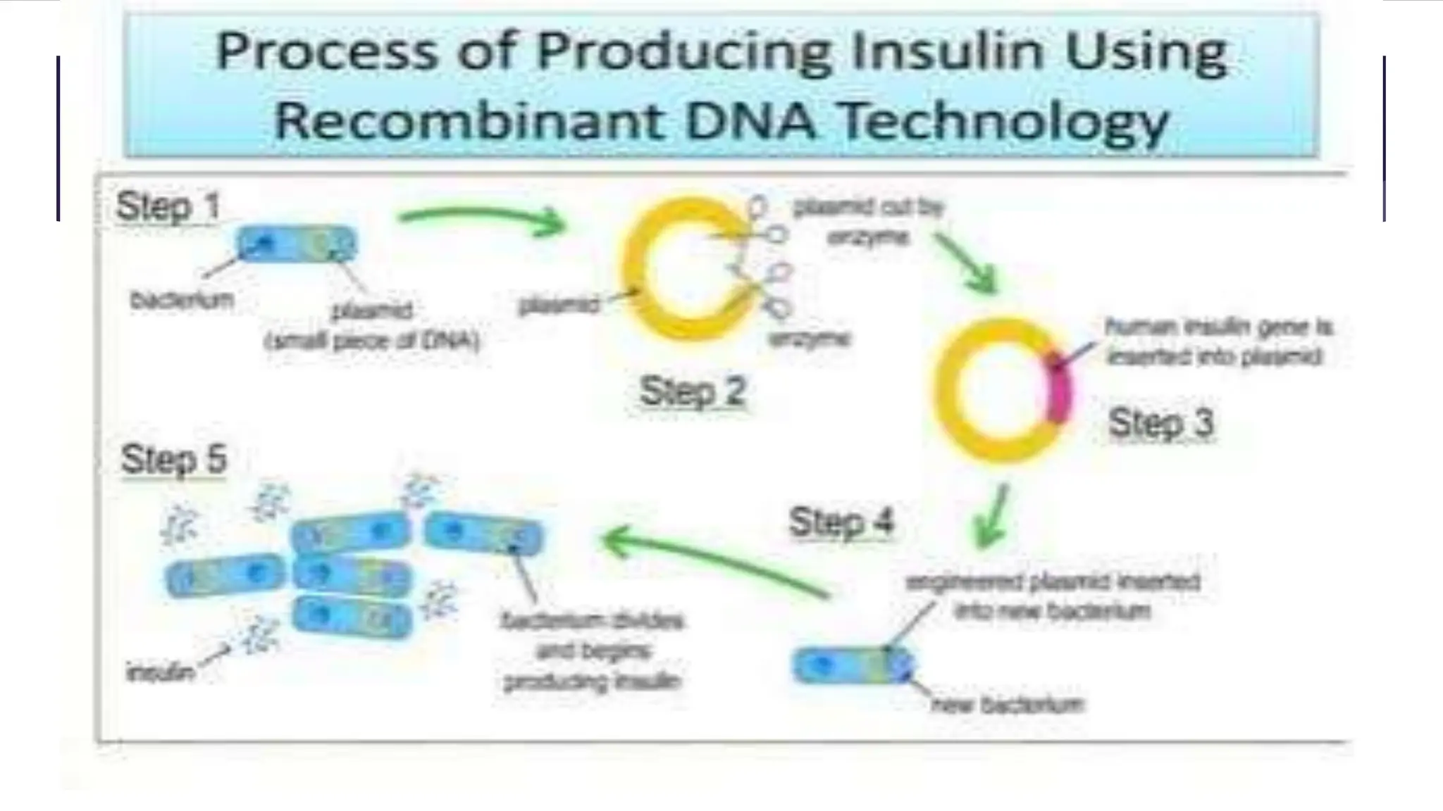 Recombinant dna technology (production of recombinant insulin) | PPTX