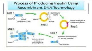 Recombinant dna technology (production of recombinant insulin) | PPTX