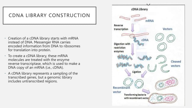 Genomic DNA And Complementary DNA Libraries construction. | PPT