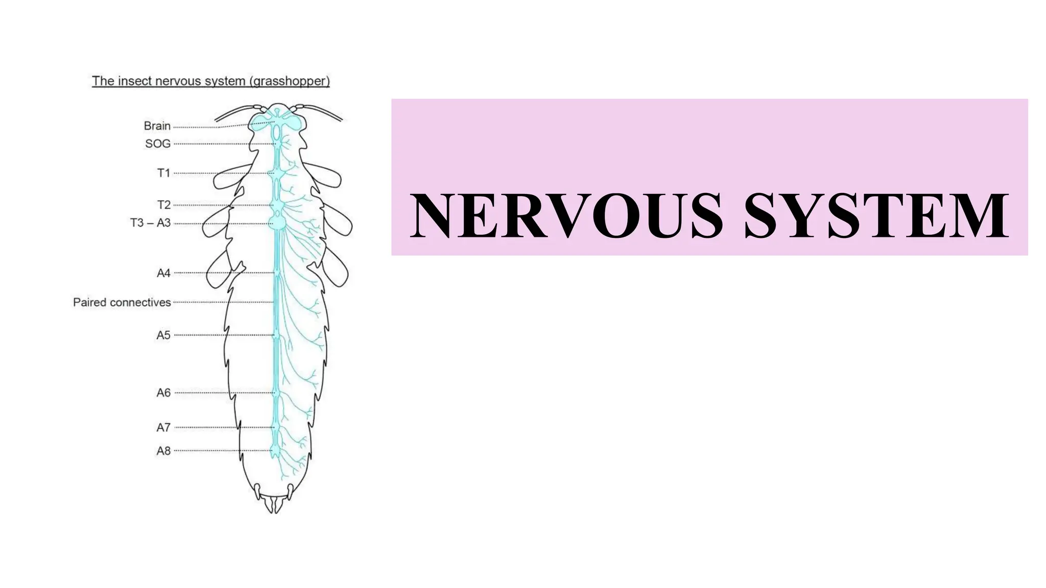 Insects Nervous System [Entomology], Bsc (Hons.) Agriculture | PDF