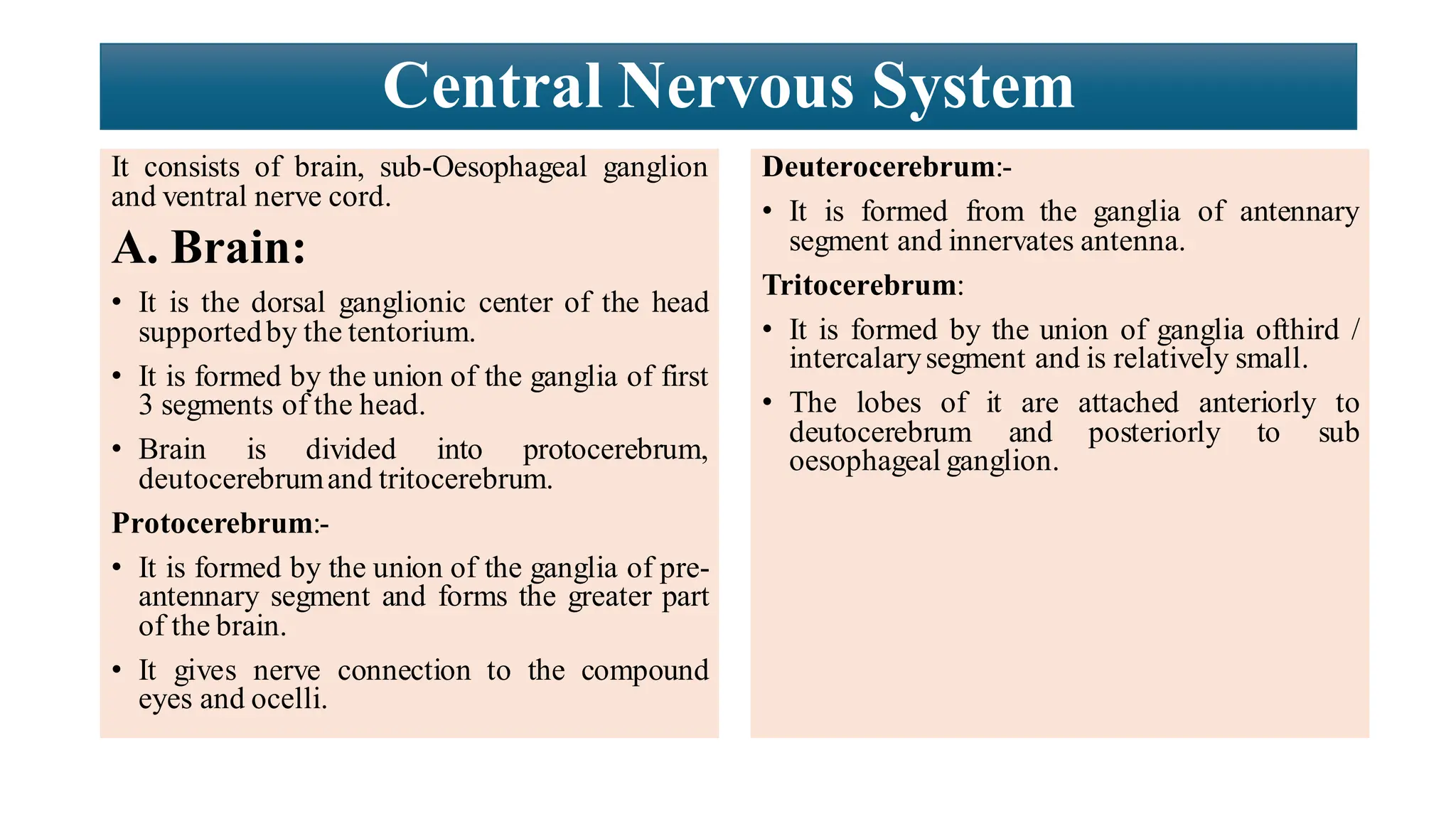 Insects Nervous System [Entomology], Bsc (Hons.) Agriculture | PDF