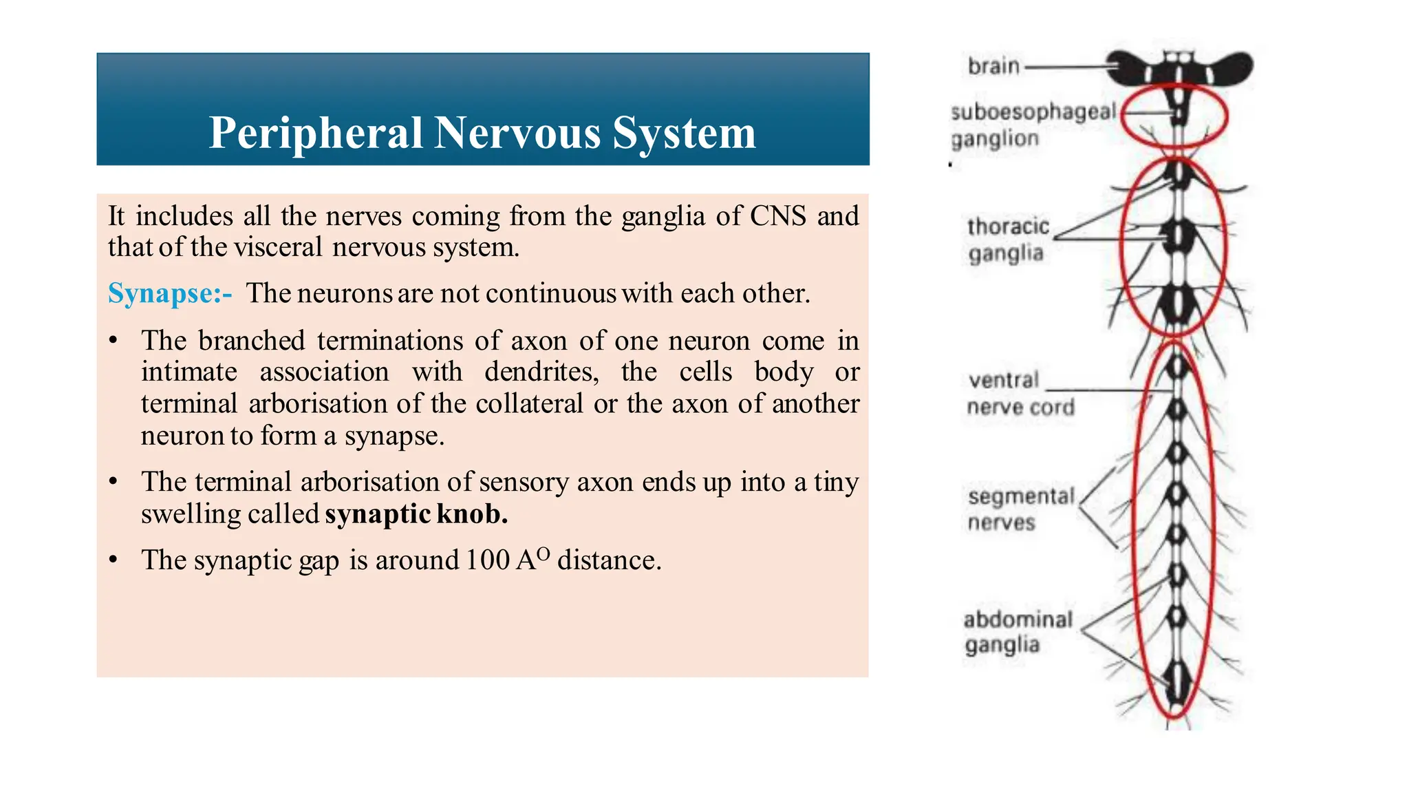 Insects Nervous System [Entomology], Bsc (Hons.) Agriculture | PDF
