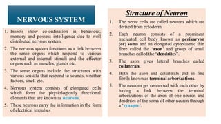 Insects Nervous System [Entomology], Bsc (Hons.) Agriculture | PDF