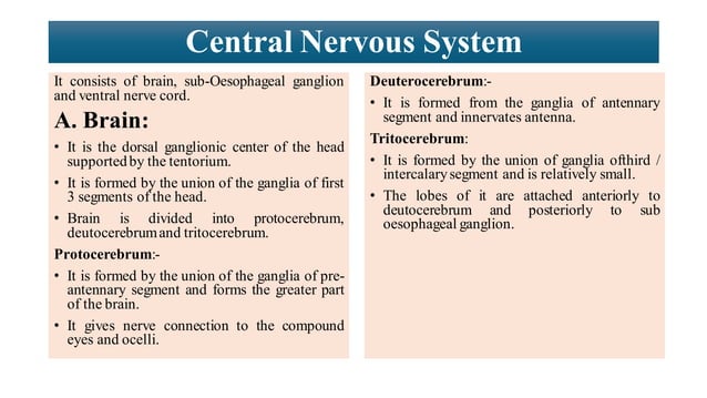 Insects Nervous System [Entomology], Bsc (Hons.) Agriculture | PDF ...