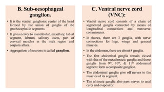 Insects Nervous System [Entomology], Bsc (Hons.) Agriculture | PDF