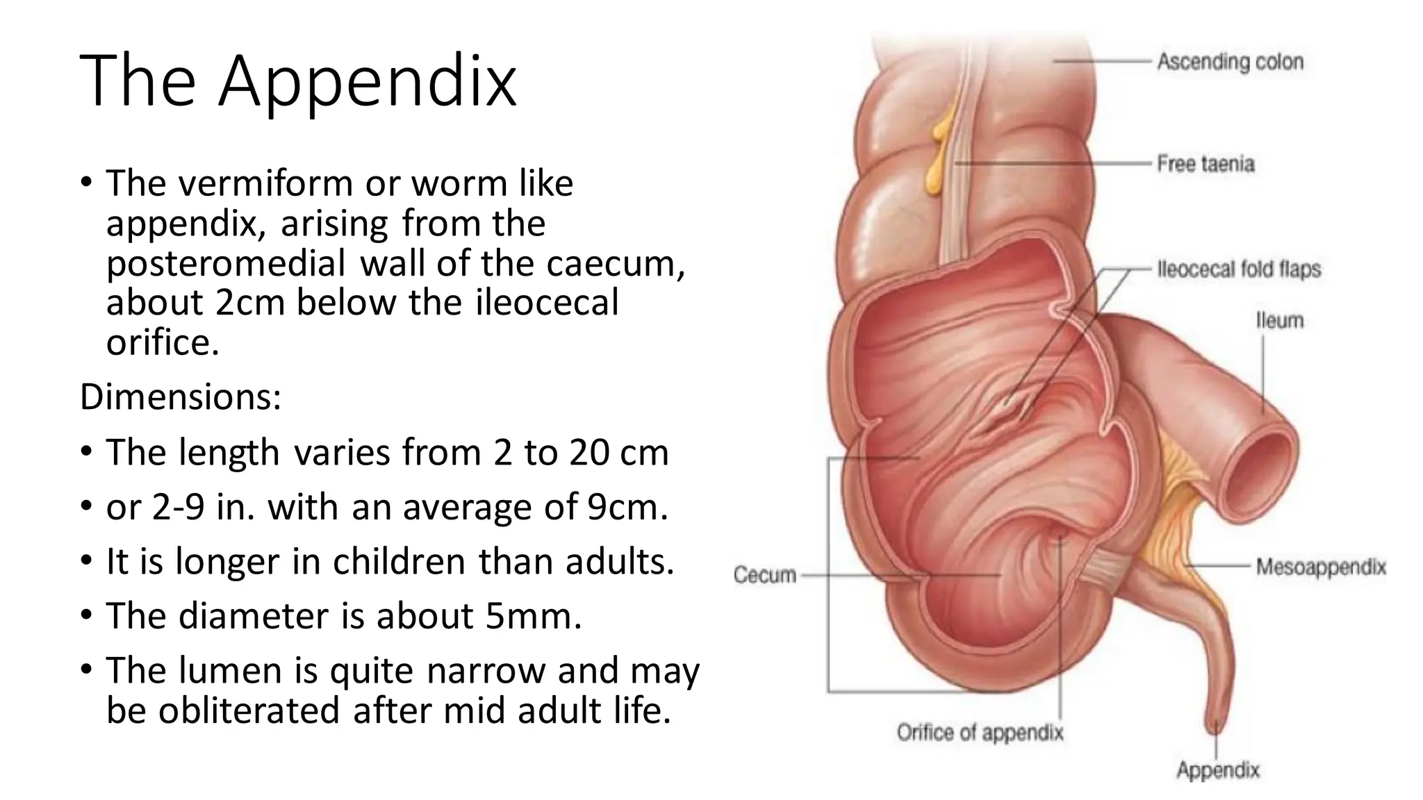 APPENDECTOMY PRESENTATION BY GENERAL SURGERY | PDF