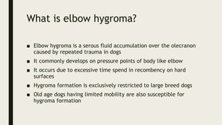 A case presentation on Hygroma in dog.pptx