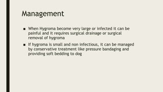 A case presentation on Hygroma in dog.pptx