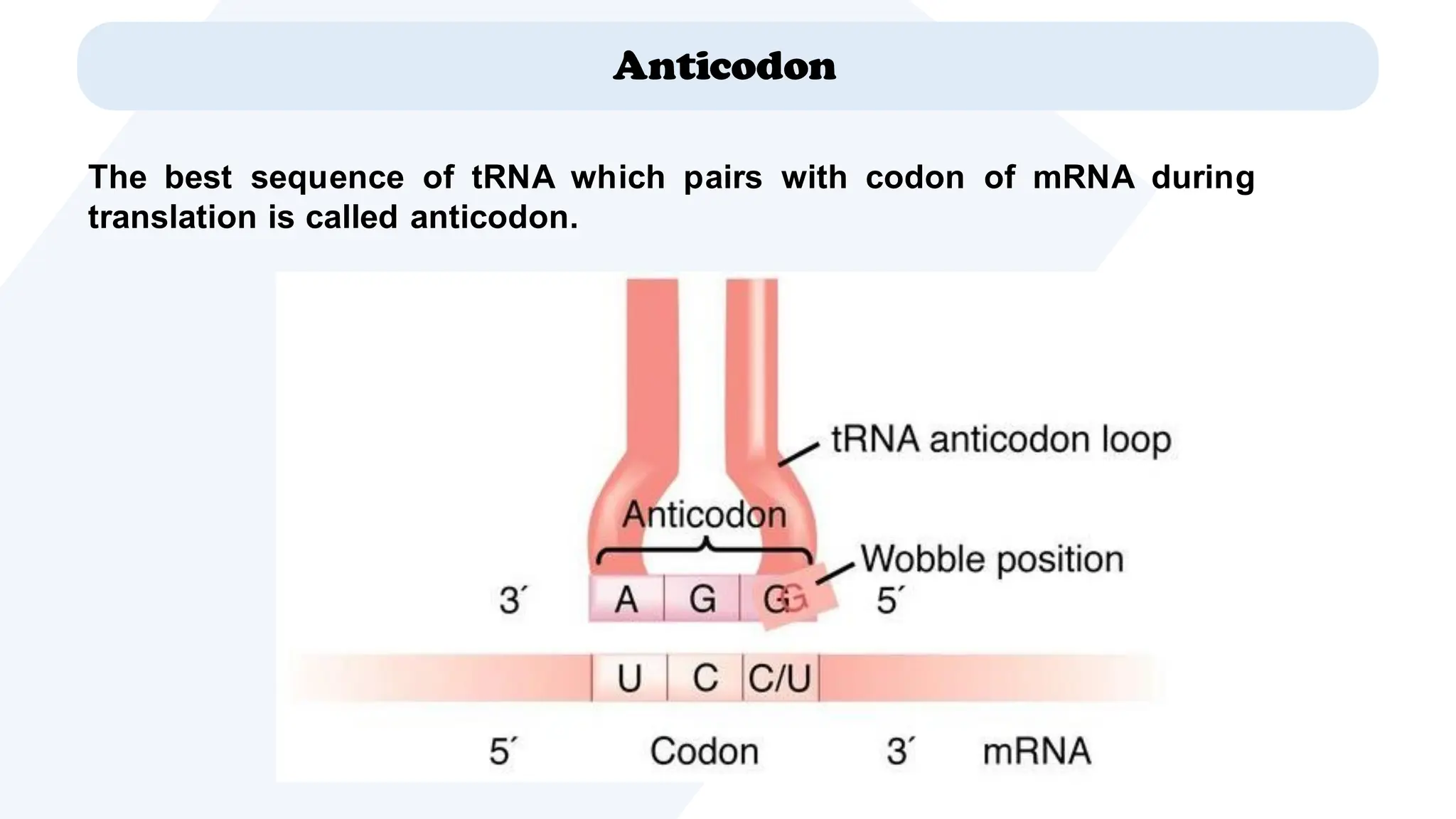 Genetic Code, Discovery of Genetic code. | PPT