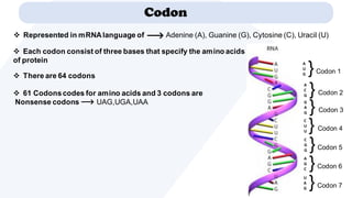 Genetic Code, Discovery of Genetic code. | PPT
