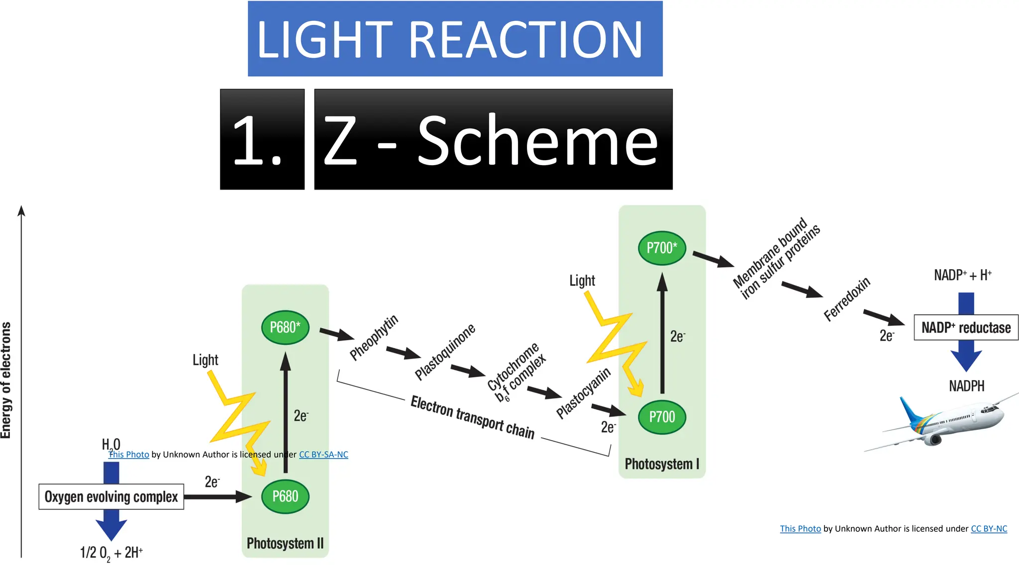 Calvin cycle presentation. A brief and chart presentation of Calvin ...