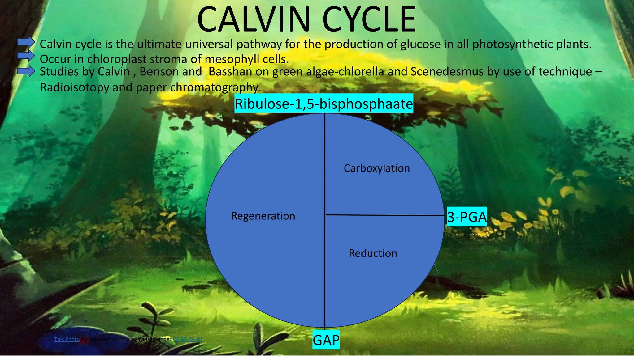 Calvin cycle presentation. A brief and chart presentation of Calvin ...