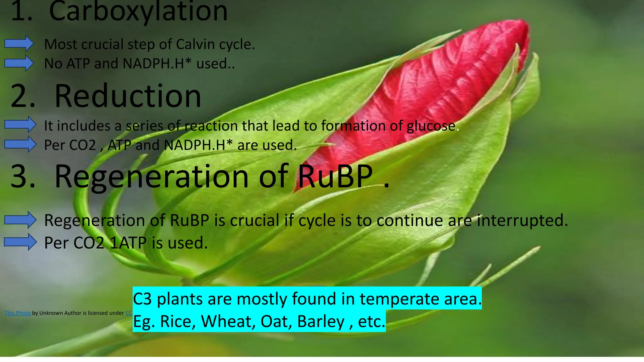 Calvin cycle presentation. A brief and chart presentation of Calvin ...