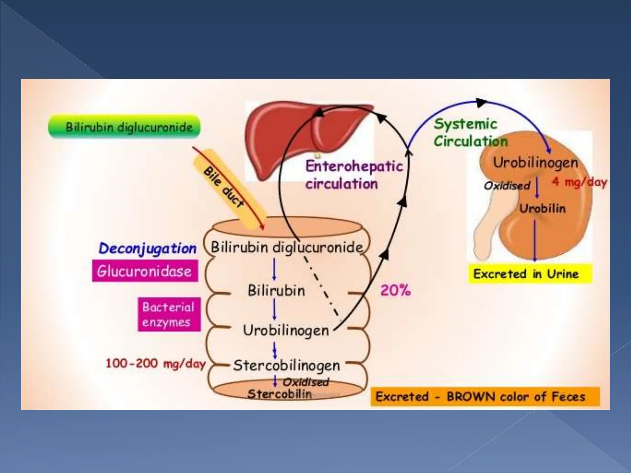Obstruction jaundice and pathology of jaundice and symptoms | PDF