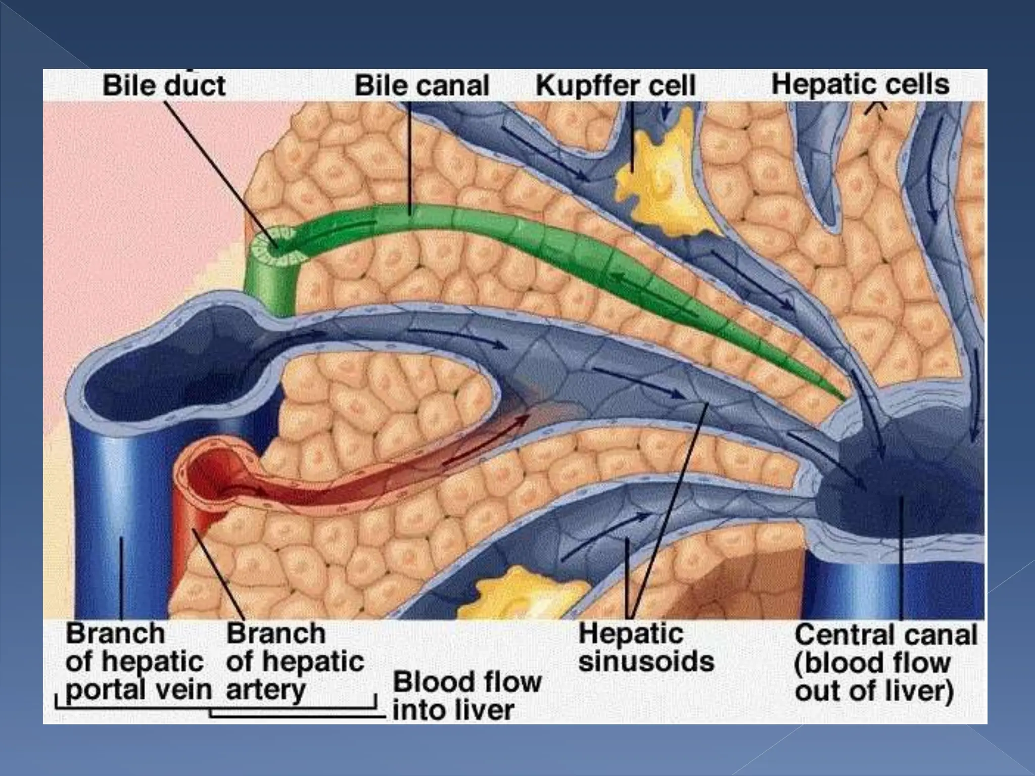 Obstruction jaundice and pathology of jaundice and symptoms | PDF