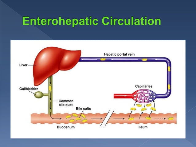 Obstruction jaundice and pathology of jaundice and symptoms | PDF ...