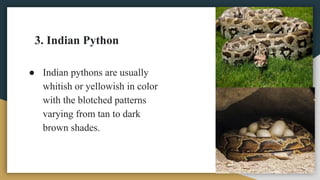 A small study of Some of the poisonous snakes in Kerala | PDF