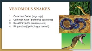 A small study of Some of the poisonous snakes in Kerala | PDF