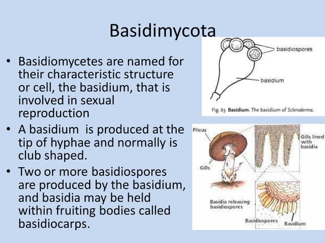 Fungi classification pdf ................ | PPT