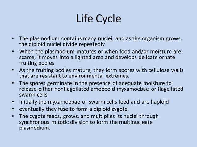 Fungi classification pdf ................ | PPT