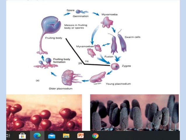 Fungi classification pdf ................ | PPT