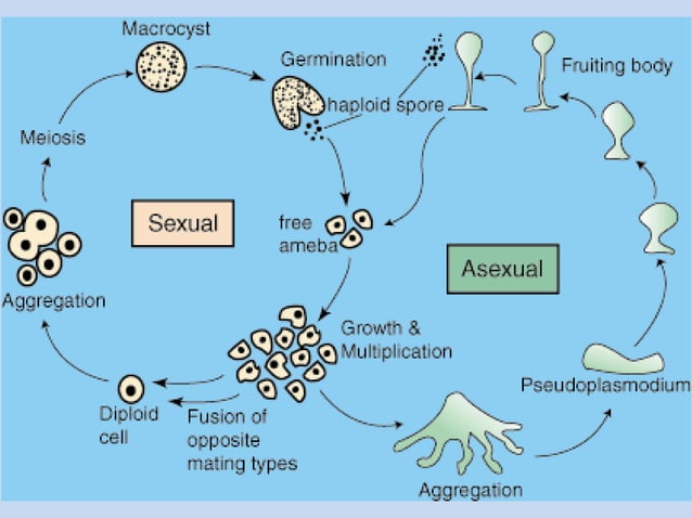 Fungi classification pdf ................ | PPT