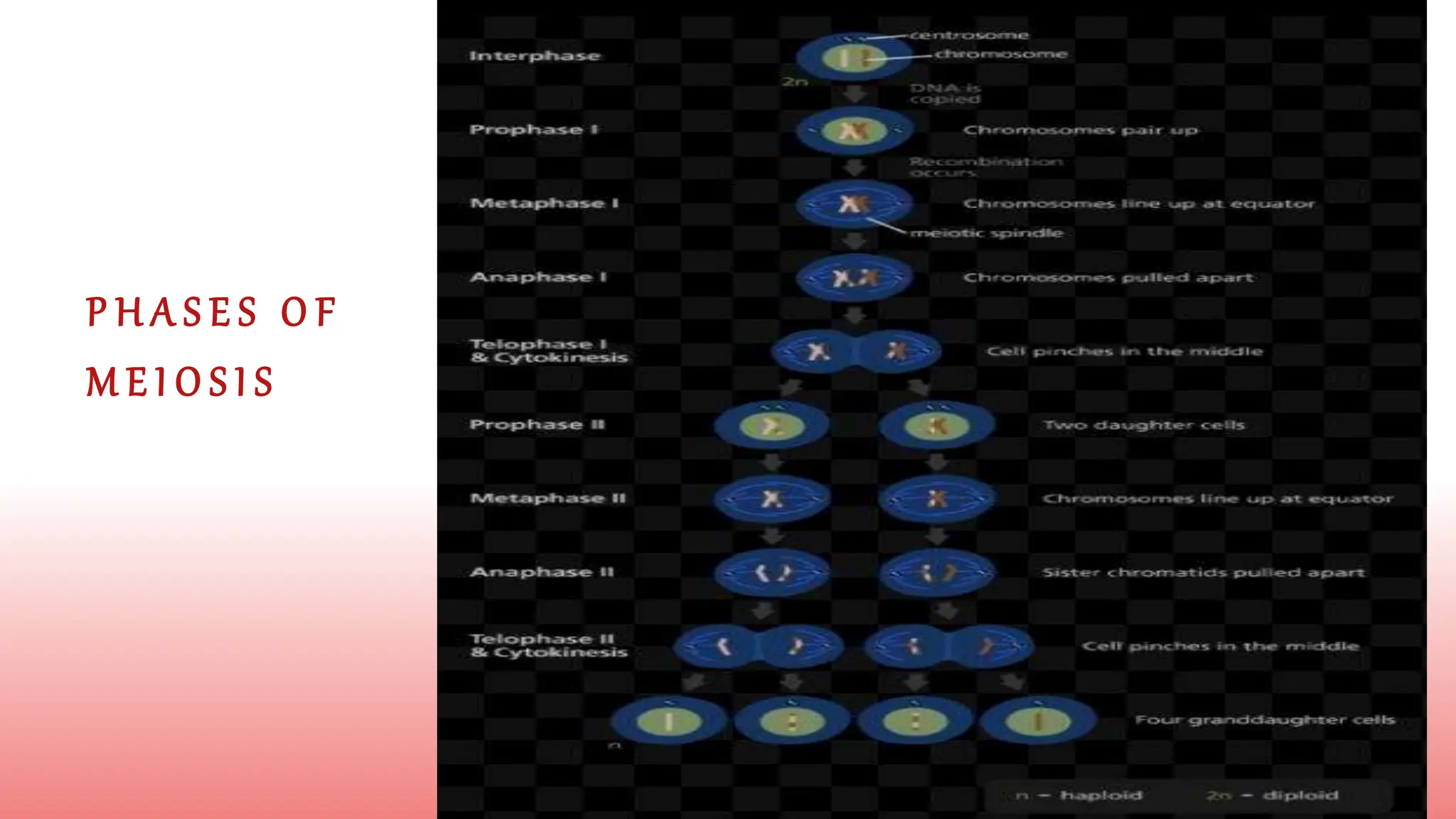 Review of cell division :- mitosis & meiosis pptx by Rutuja | PPTX