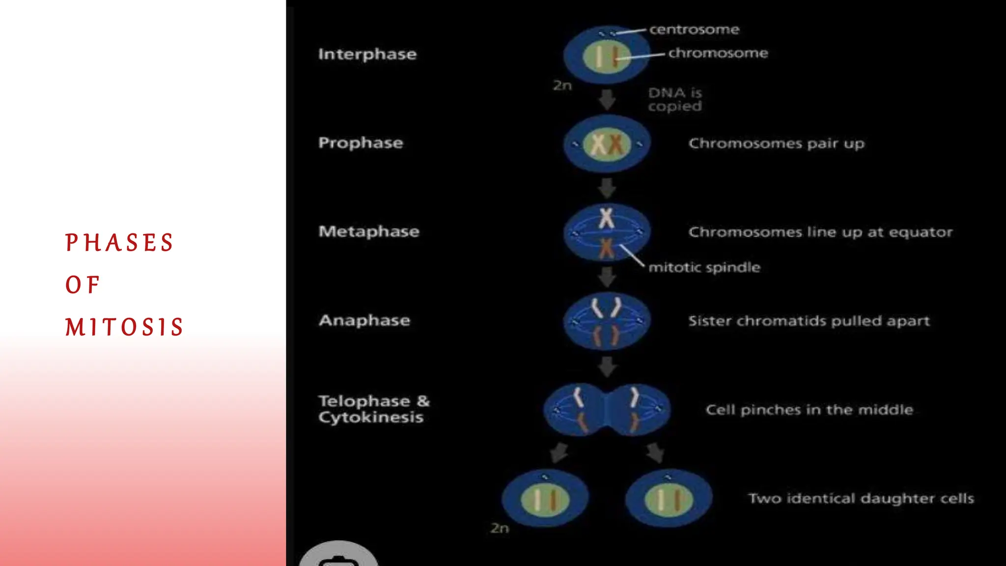 Review of cell division :- mitosis & meiosis pptx by Rutuja | PPTX