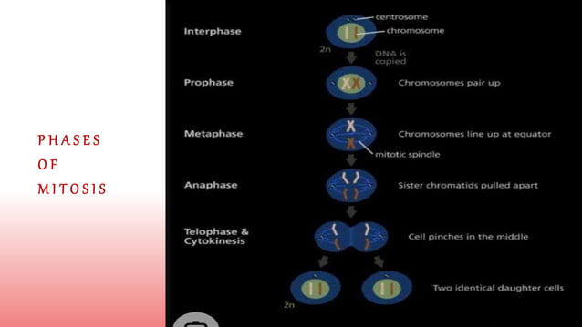 Review of cell division :- mitosis & meiosis pptx by Rutuja | PPT